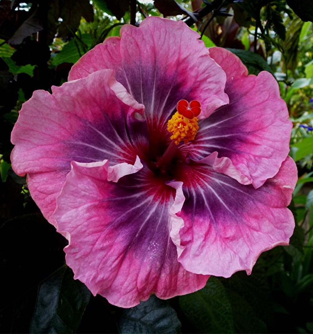 Hibiscus Rosa Sinensis "star Queen Nebula" - Etsy