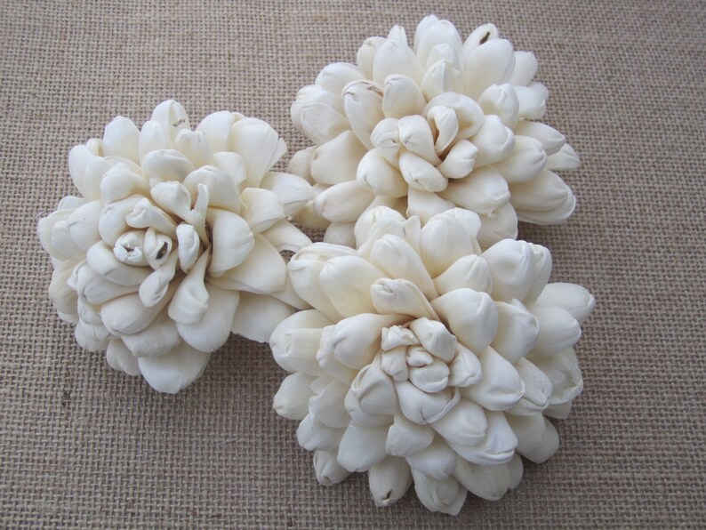 Sola Flowers Set 3 Natural - Etsy