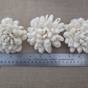 Sola Flowers -- Set 3 -- Natural - Etsy