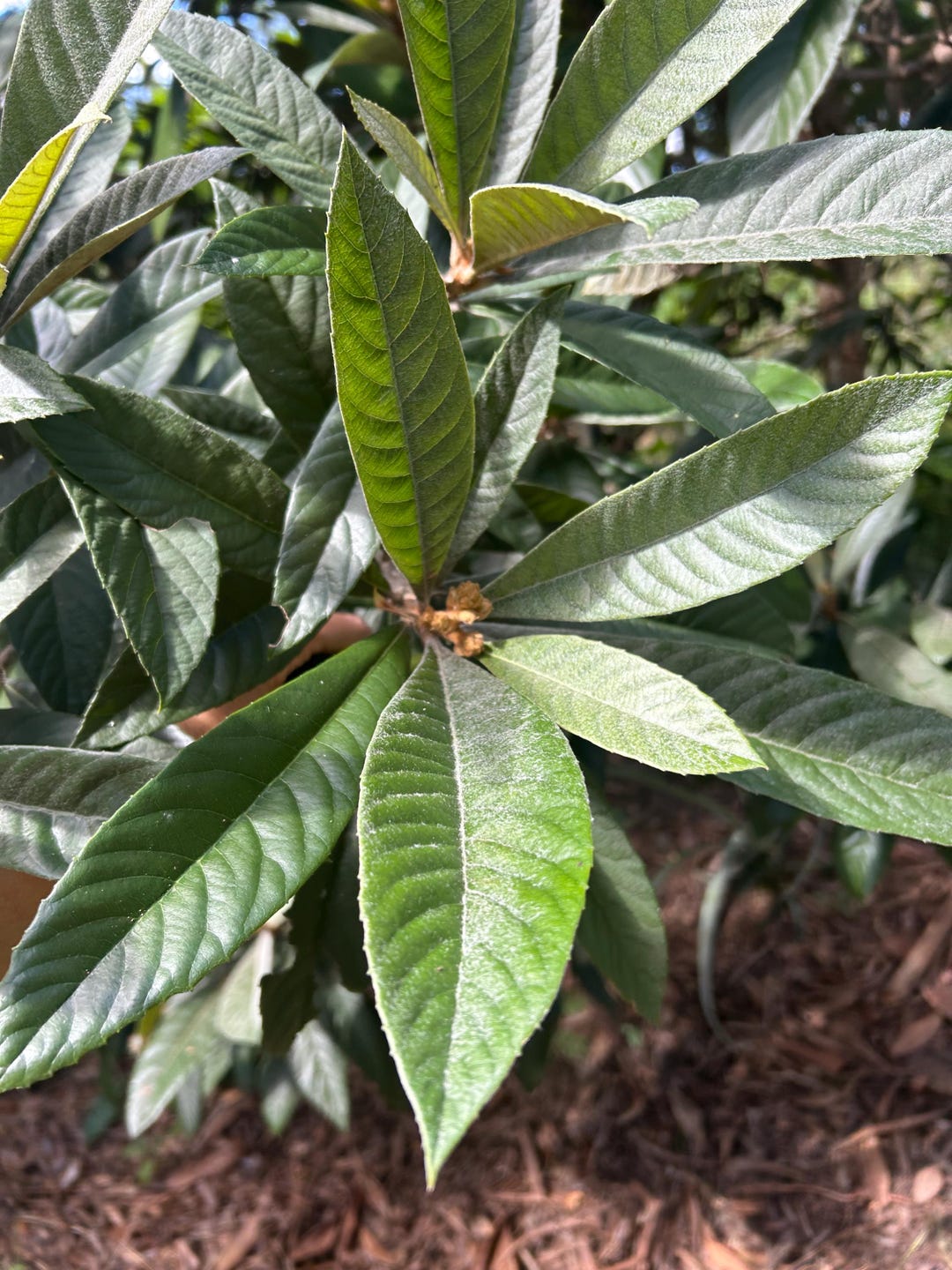 Loquat Leaves - Etsy