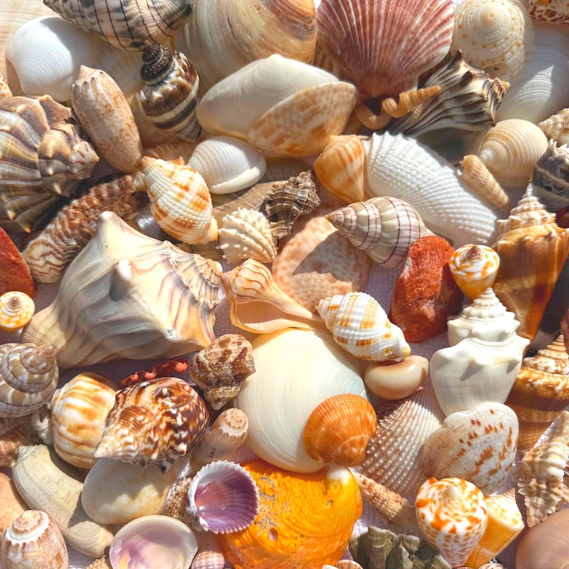 Florida Seashell Mix - Etsy