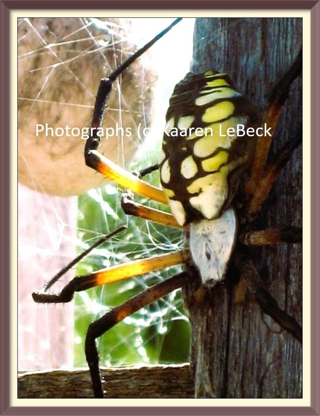 The Gilded Web | Orb Weaver (banana Spider) 8x10" Signed Photograph ...