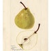 PEAR COLLECTION Set of 8 - Etsy