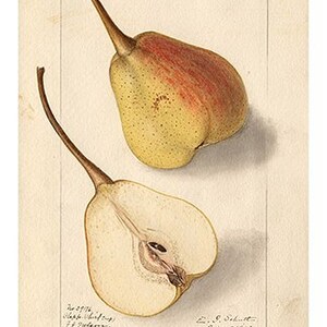 PEAR COLLECTION Set of 8 - Etsy