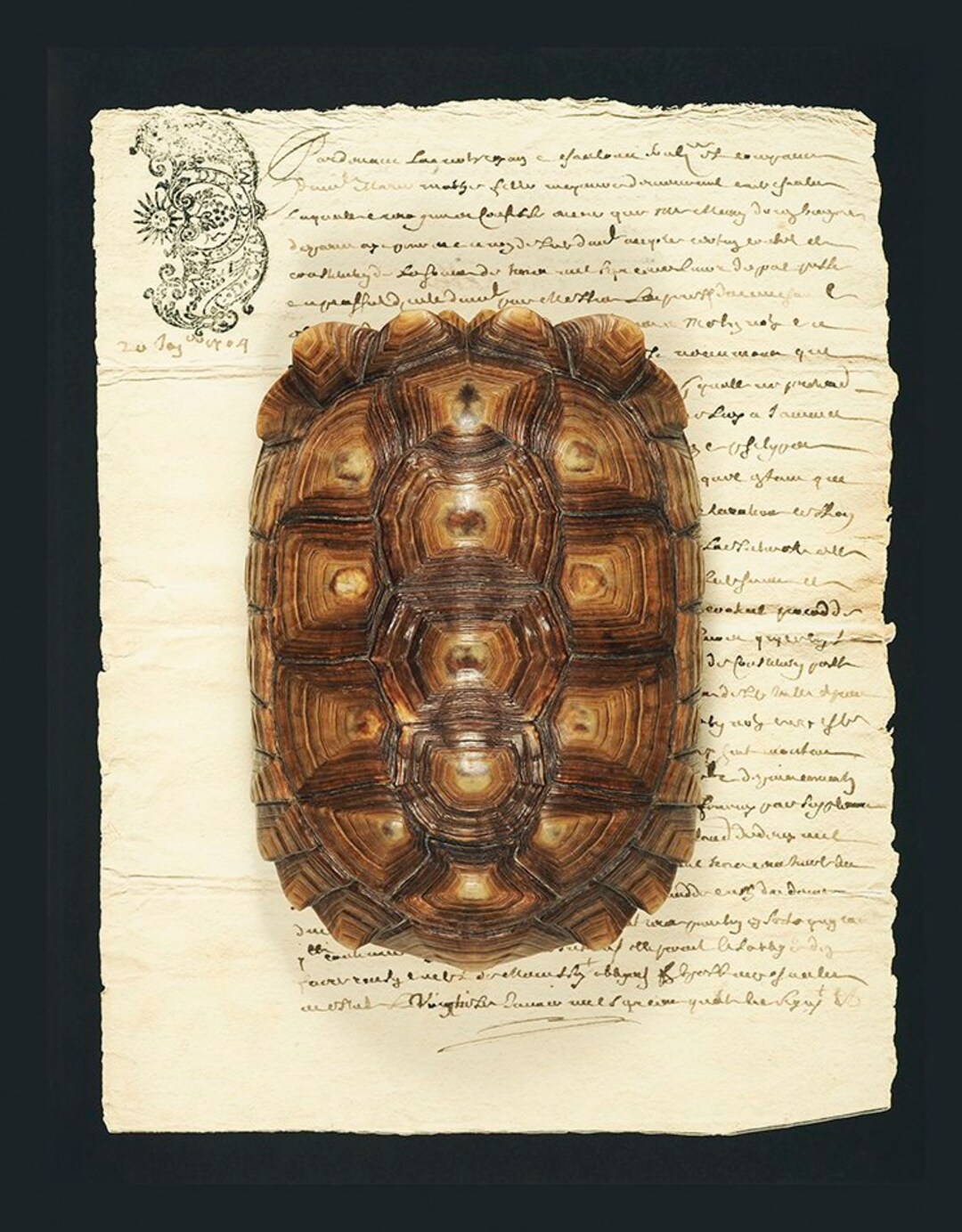 TORTOISE SHELLS on Marked Documents / Set of 4 - Etsy