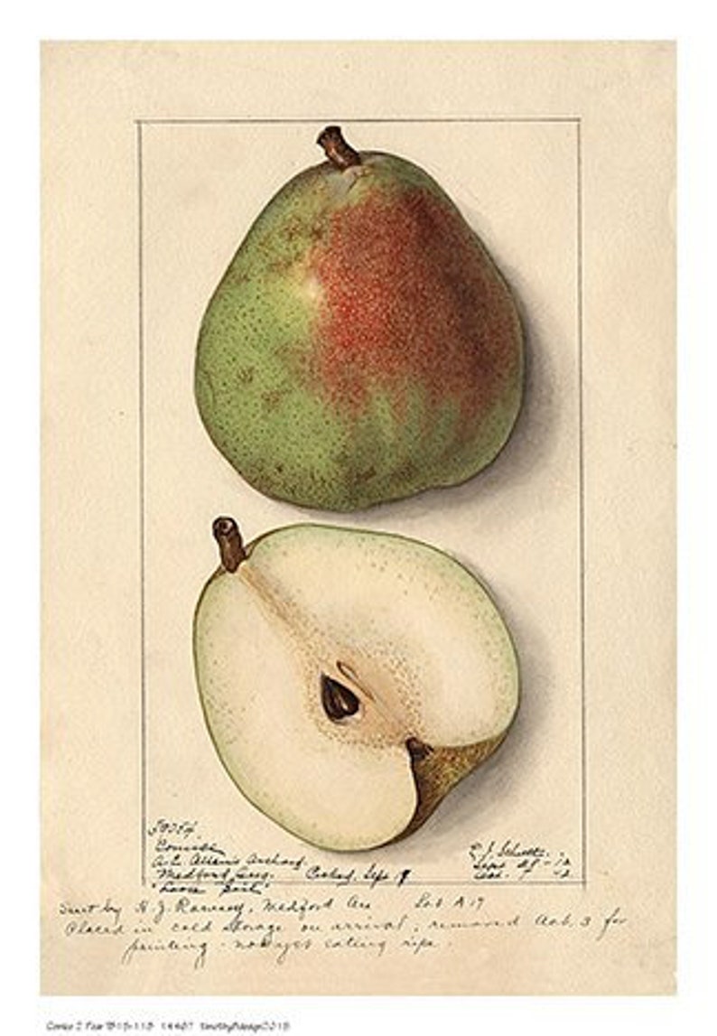 PEAR COLLECTION Set of 8 - Etsy