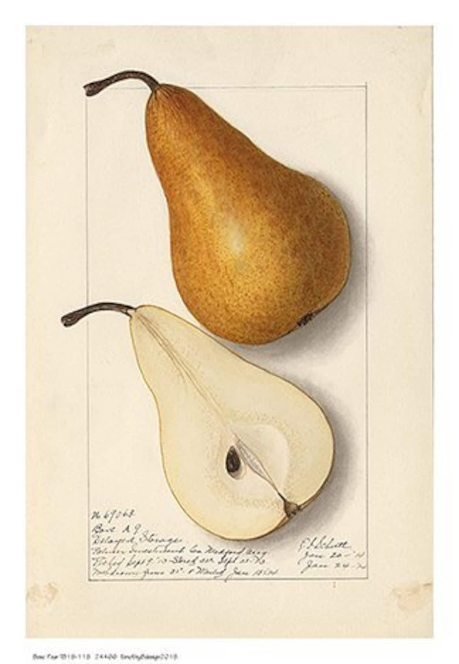 PEAR COLLECTION Set of 8 - Etsy