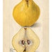 PEAR COLLECTION Set of 8 - Etsy