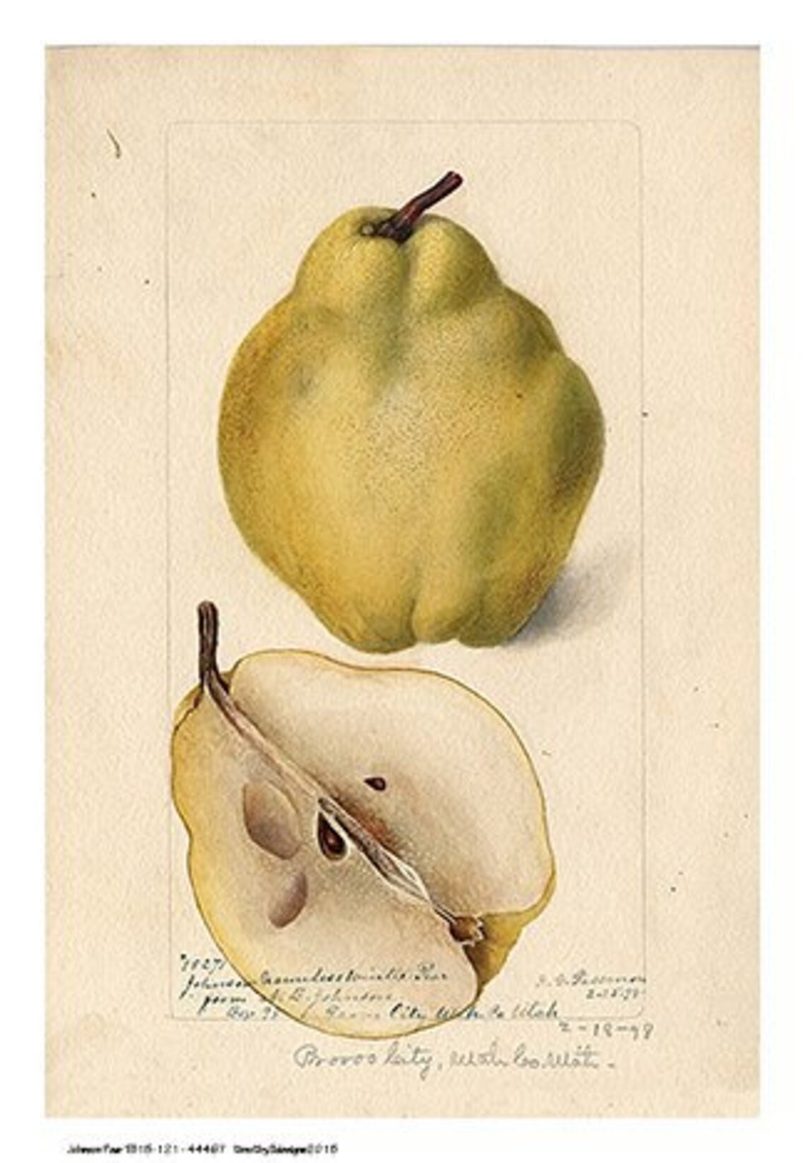 PEAR COLLECTION Set of 8 - Etsy