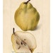 PEAR COLLECTION Set of 8 - Etsy
