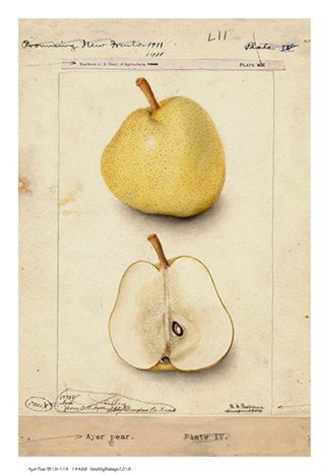 PEAR COLLECTION Set of 8 - Etsy