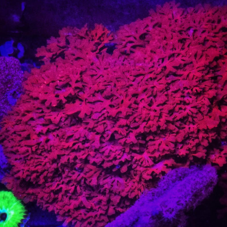 Macroalgae Red Species 3-pack - Etsy