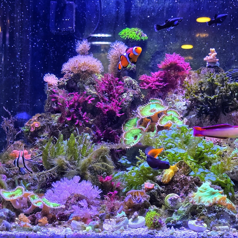Coral Macro - Etsy