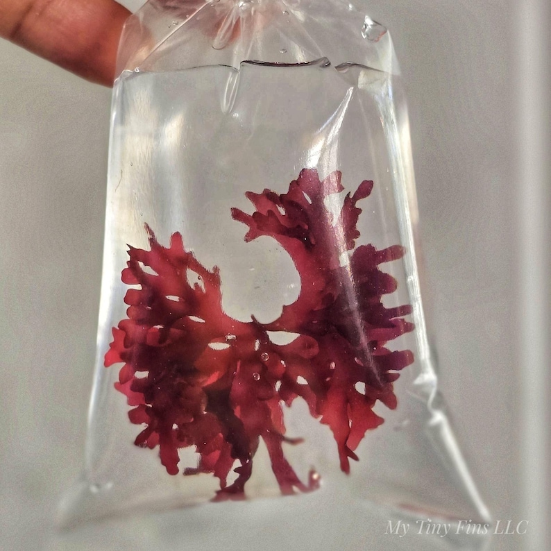 Macroalgae Red Species 3-pack - Etsy