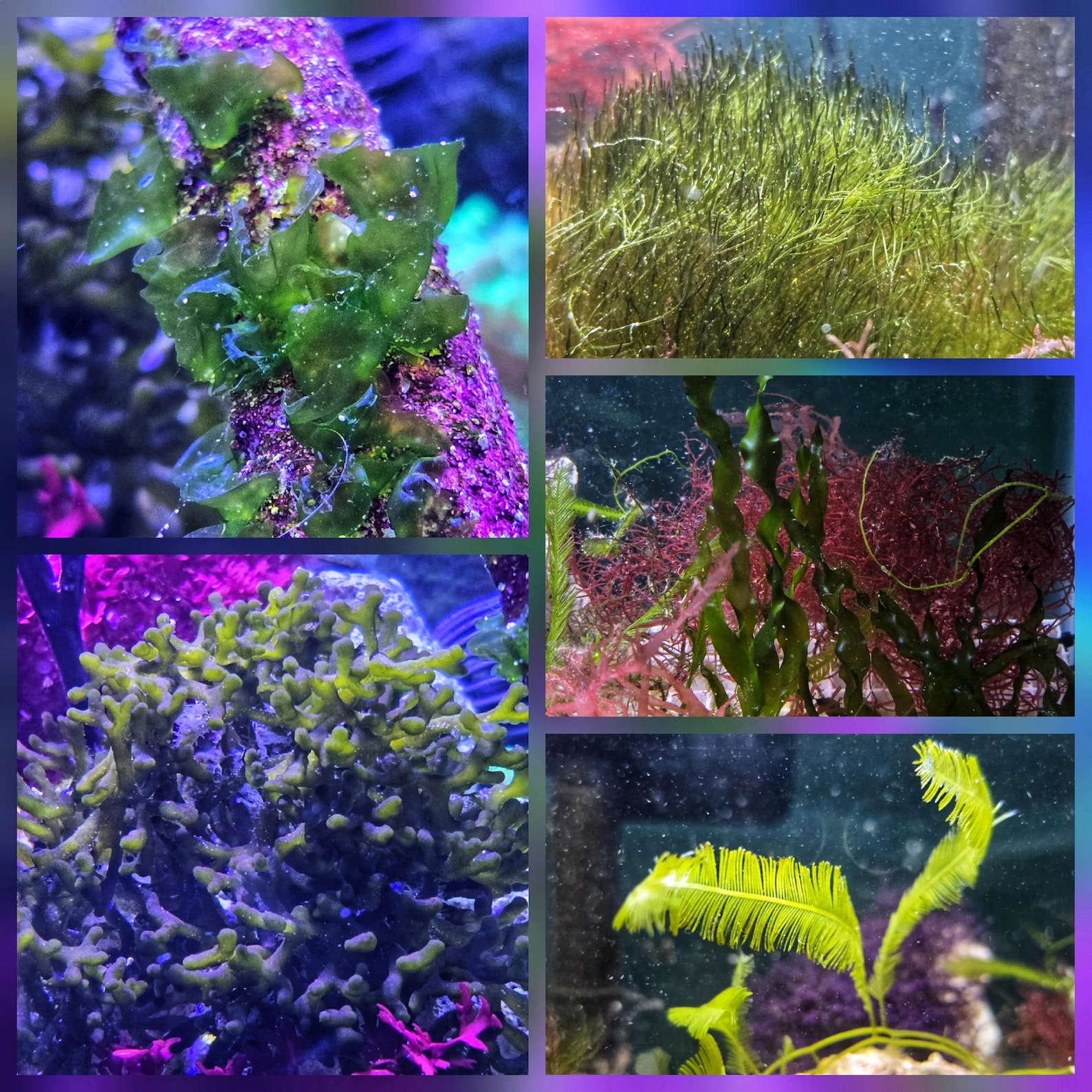 Macroalgae Green Species 3-pack - Etsy