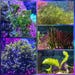Macroalgae Green Species 3-pack - Etsy