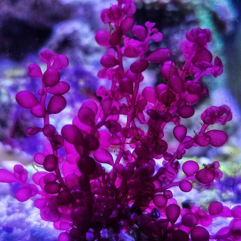 Macroalgae Red Species 3-pack - Etsy