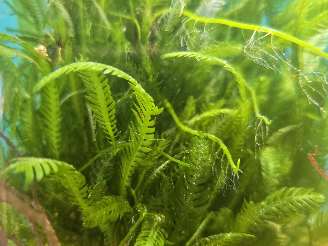 Macroalgae Green Species 3-pack - Etsy