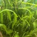 Macroalgae Green Species 3-pack - Etsy