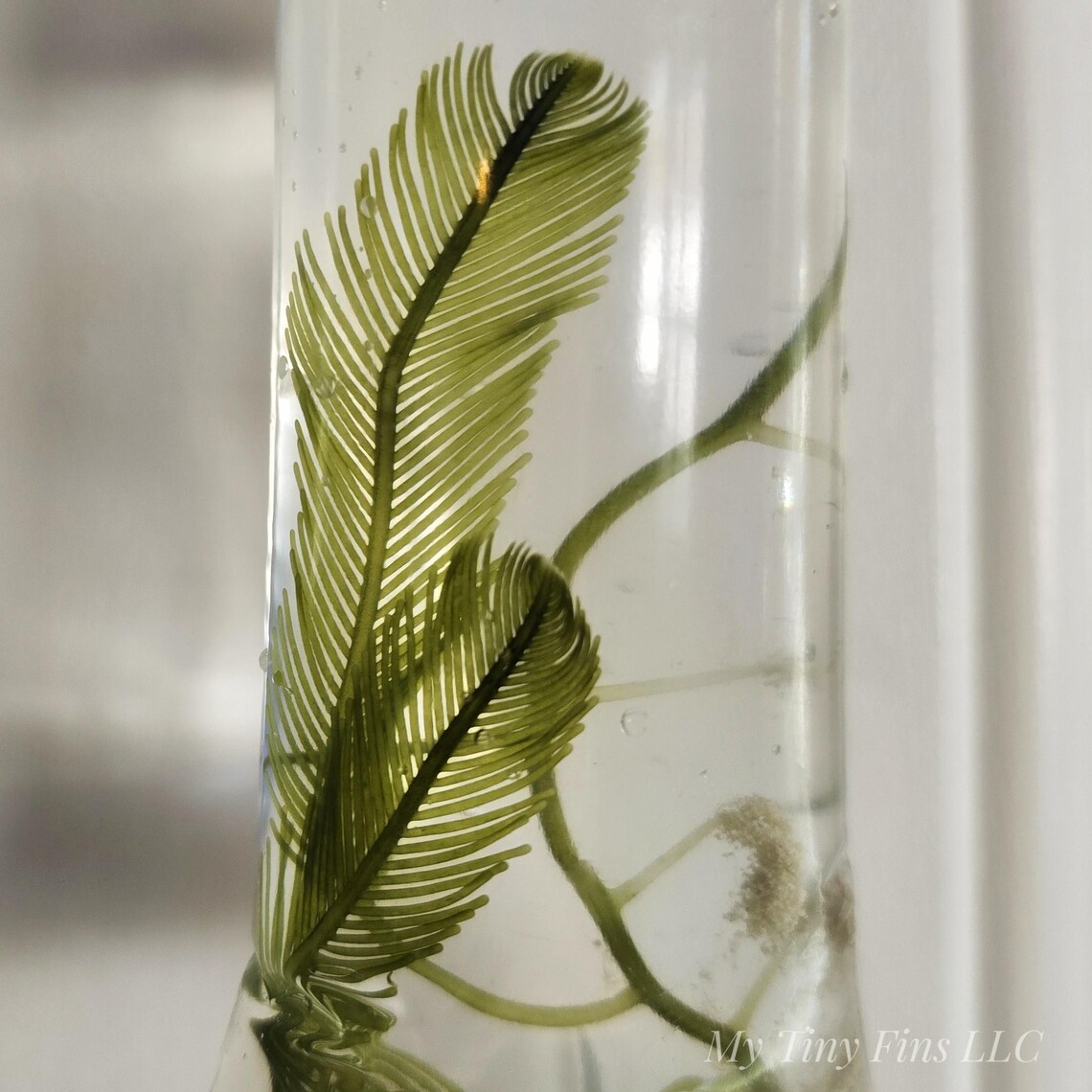 Macroalgae Green Species 3-pack - Etsy