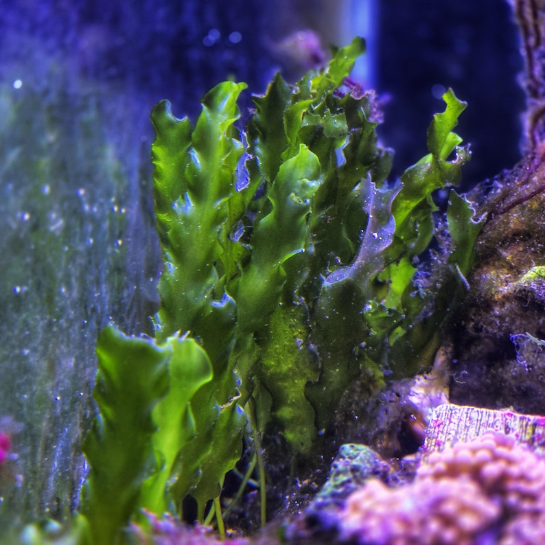 Macroalgae Green Species 3-pack - Etsy
