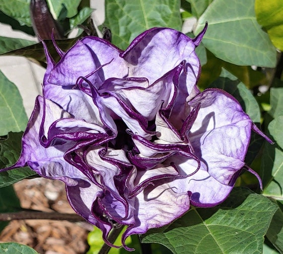 Double Purple Trumpet Flower Information