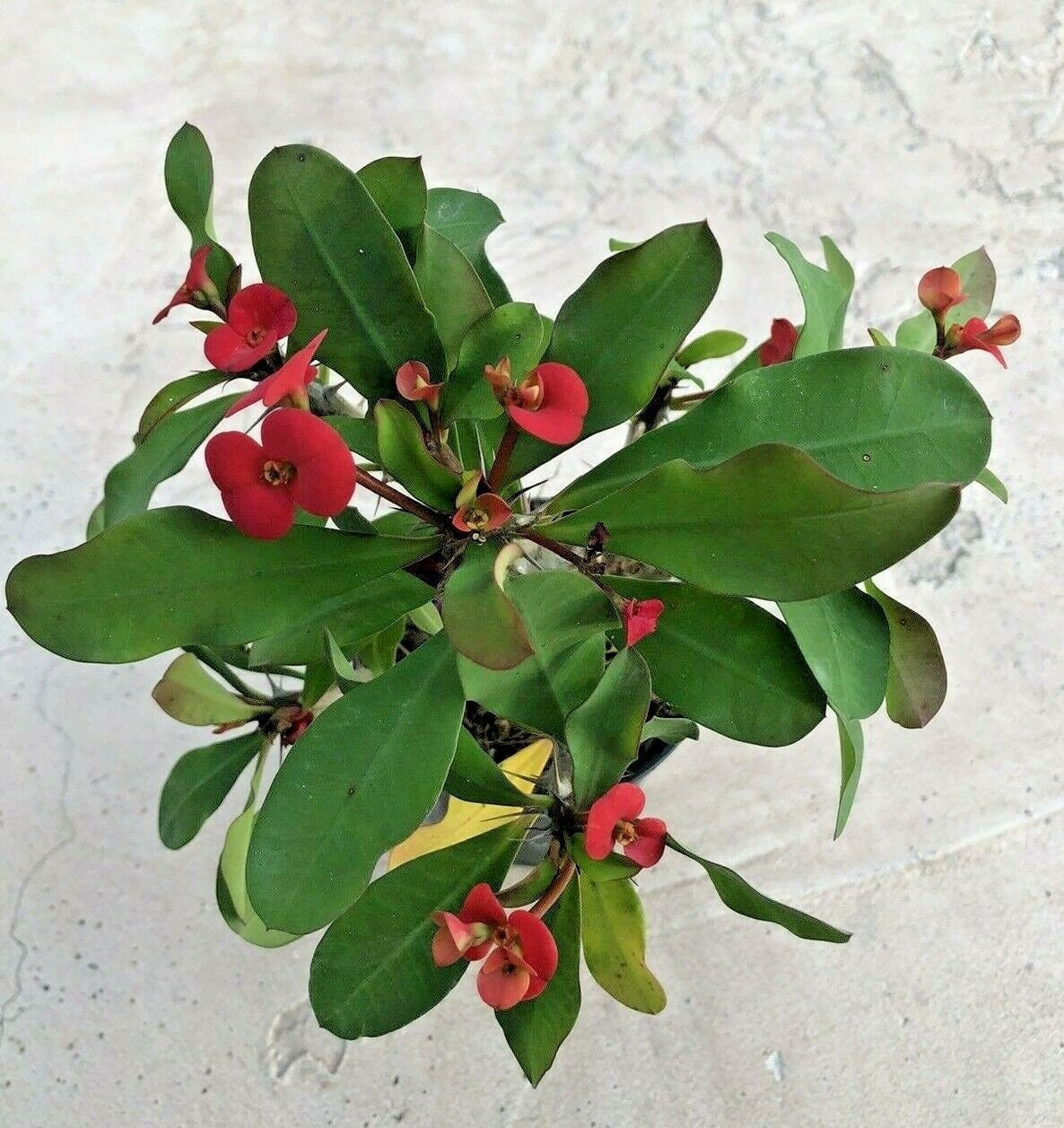Euphorbia Milii 'crown of Thorns' Red Every Day is a - Etsy