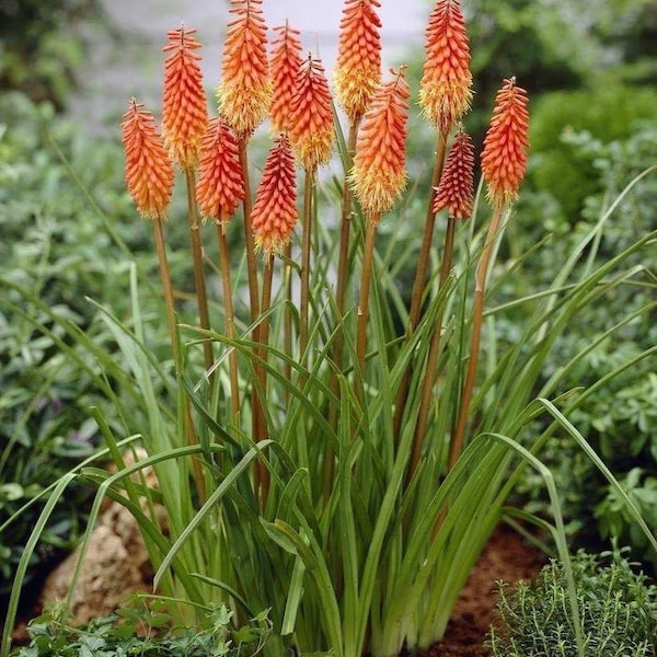 Torch Lily - Etsy