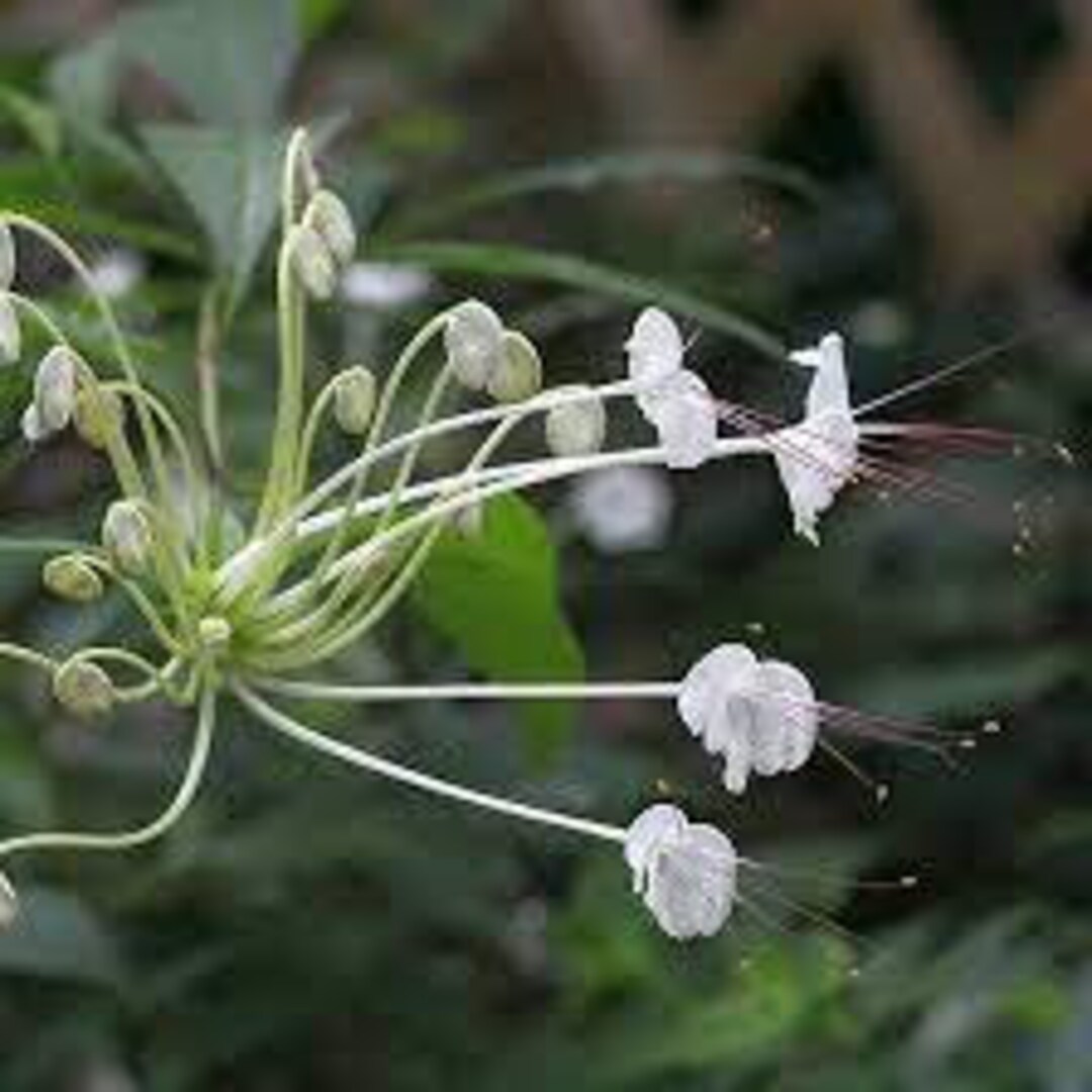 Clerodendrum Inerme Starter Live Tropical Plant 5 Tall - Etsy