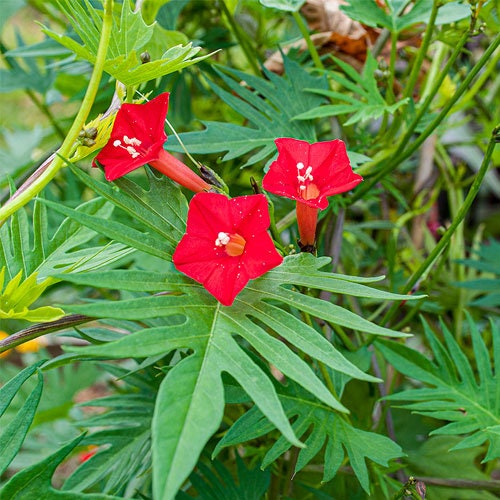 Cardinal Flower Vine