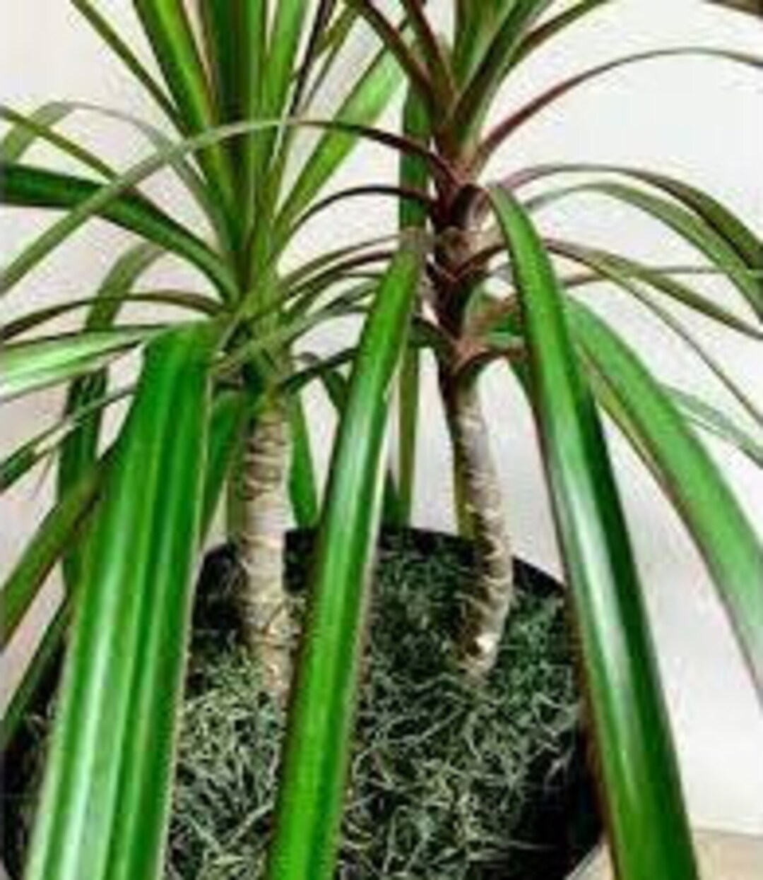 1 Madagascar Green Dragon 10 Tree Disony - Etsy