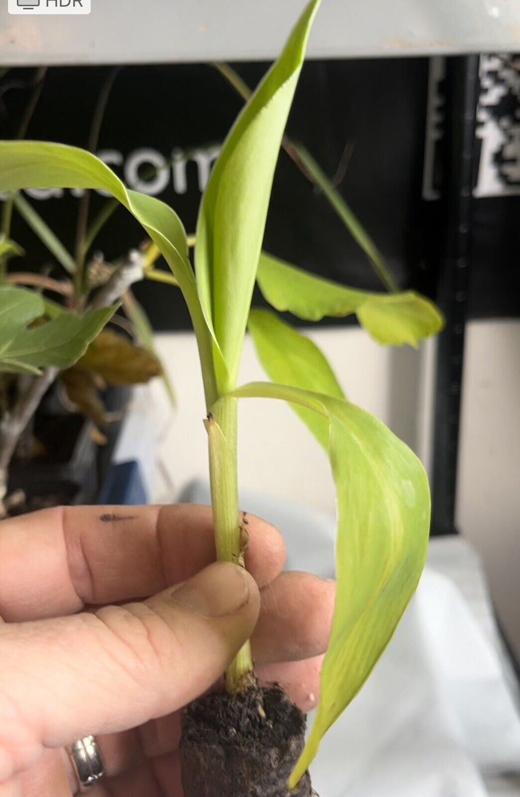 Musa Lacatan Banana 2 Plants Philippine Banana Live Plant - Etsy