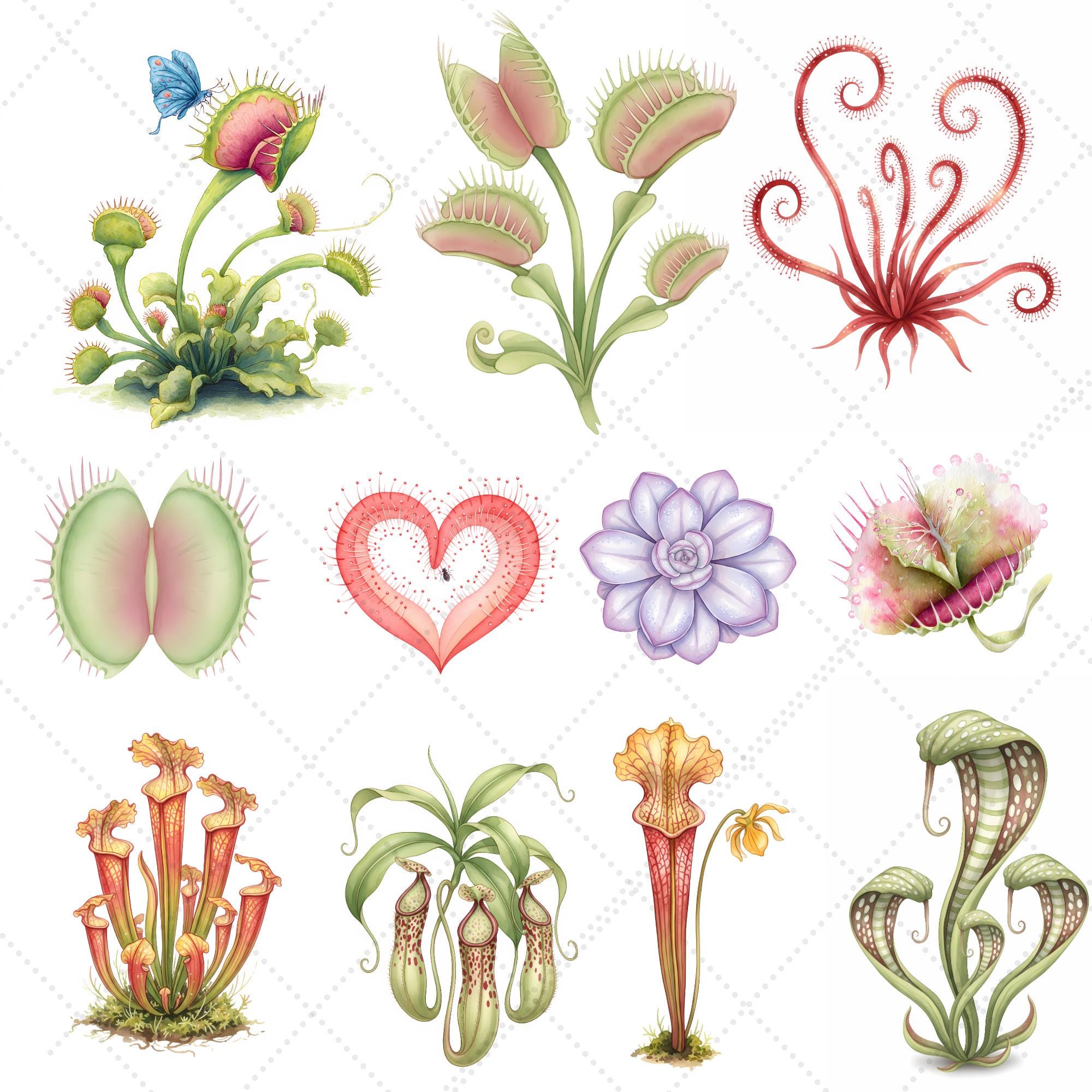 Carnivorous Plant Watercolor Clipart Bundle - Venus Fly Traps, Pitcher ...