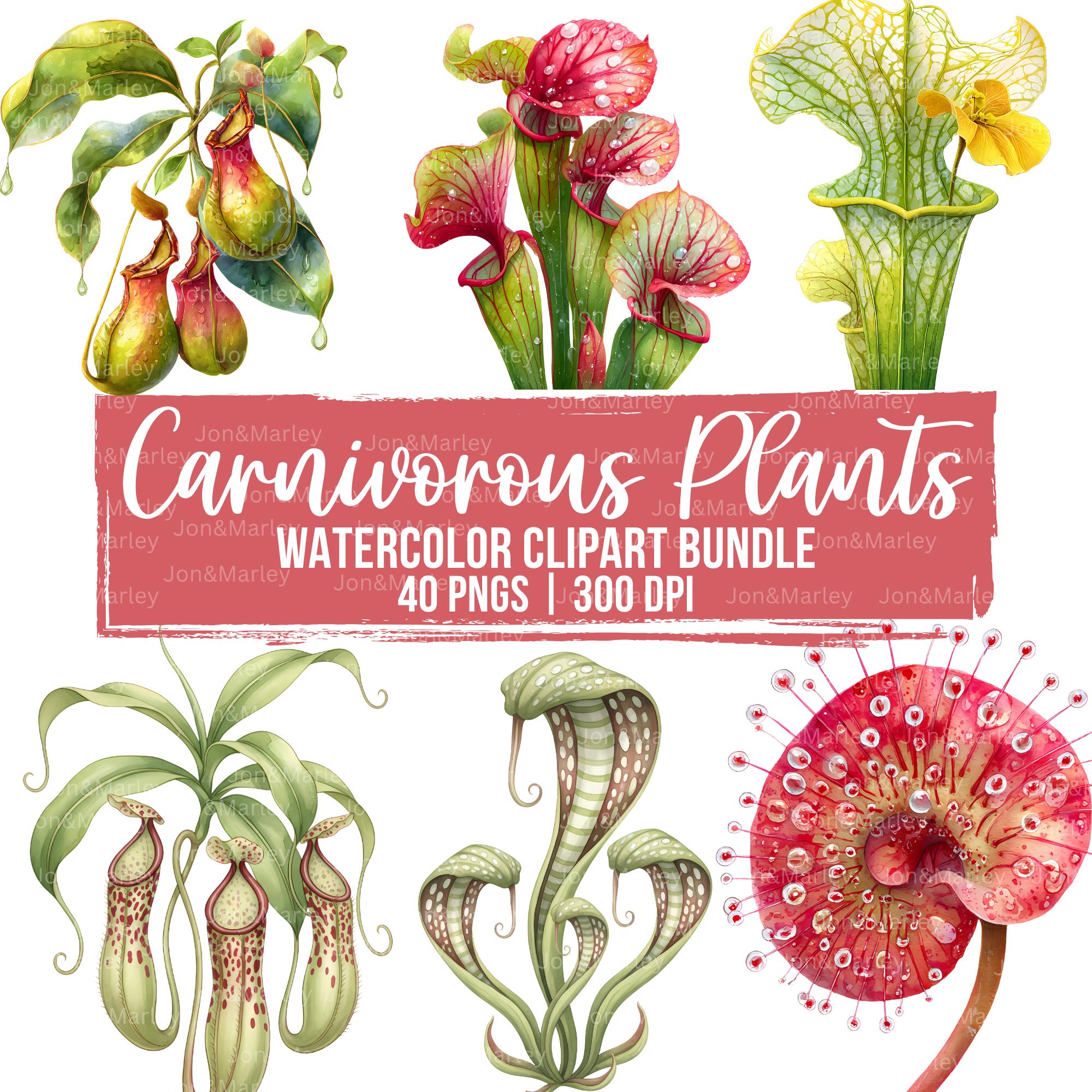 Carnivorous Plant Watercolor Clipart Bundle - Venus Fly Traps, Pitcher ...
