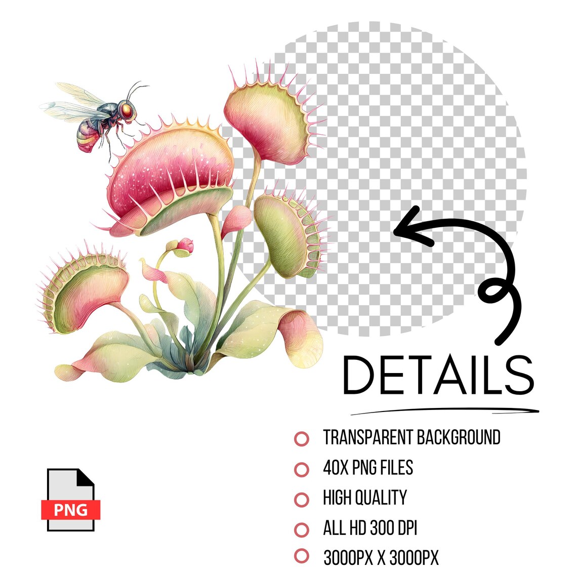 Carnivorous Plant Watercolor Clipart Bundle - Venus Fly Traps, Pitcher ...
