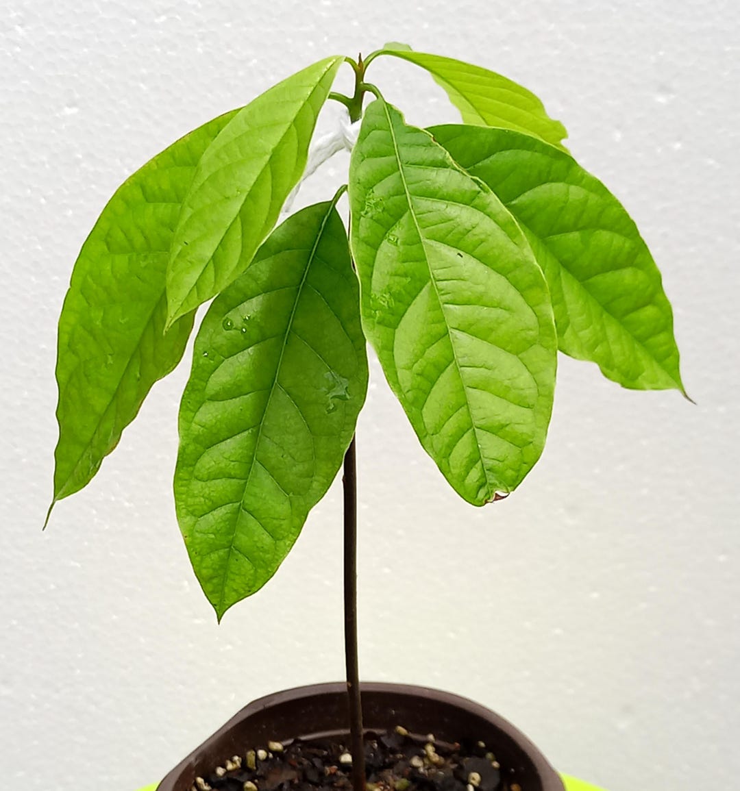 Dominican Green Avocado Plant – Tropical Fruit Tree Seedling, Grows Big ...