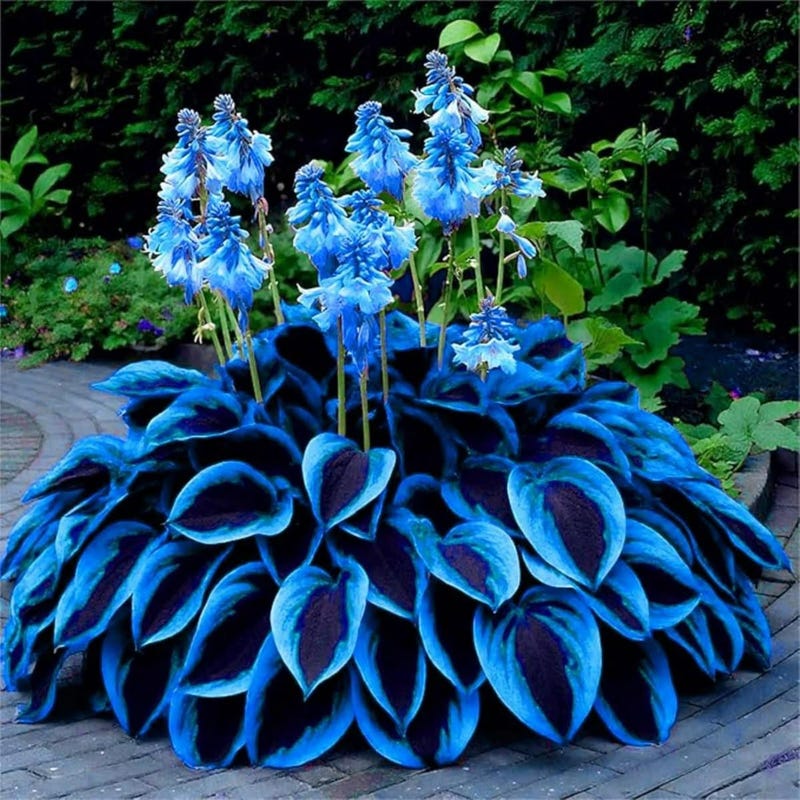 Blue and Black Hostas - Etsy