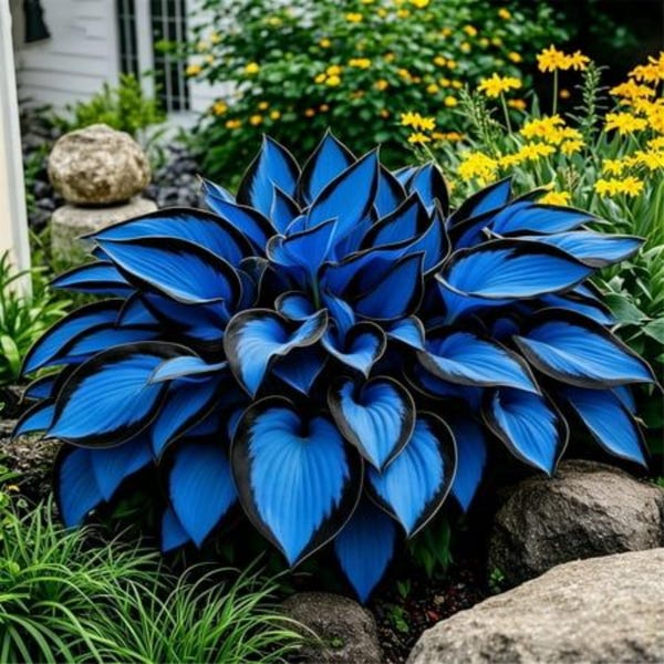 Blue and Black Hostas - Etsy