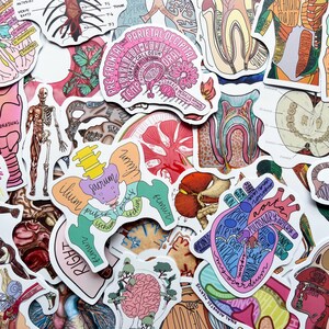 Science Anatomy Stickers, Medical Study, Biology, for Journals, Phone ...