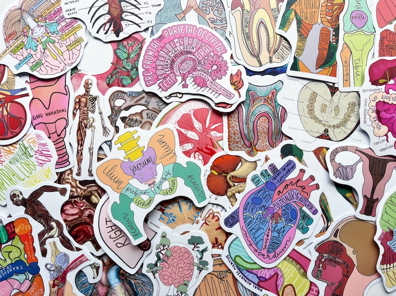 Science Anatomy Stickers, Medical Study, Biology, for Journals, Phone ...