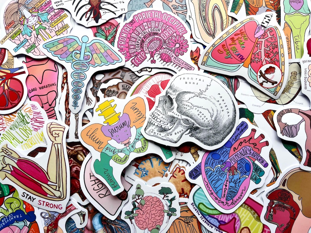 Science Anatomy Stickers, Medical Study, Biology, for Journals, Phone ...