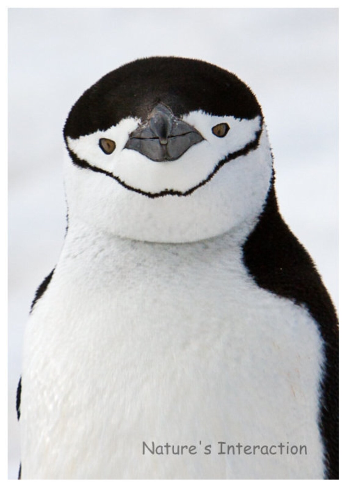 Set of Quantity 5: Chinstrap Penguin Portrait - Etsy