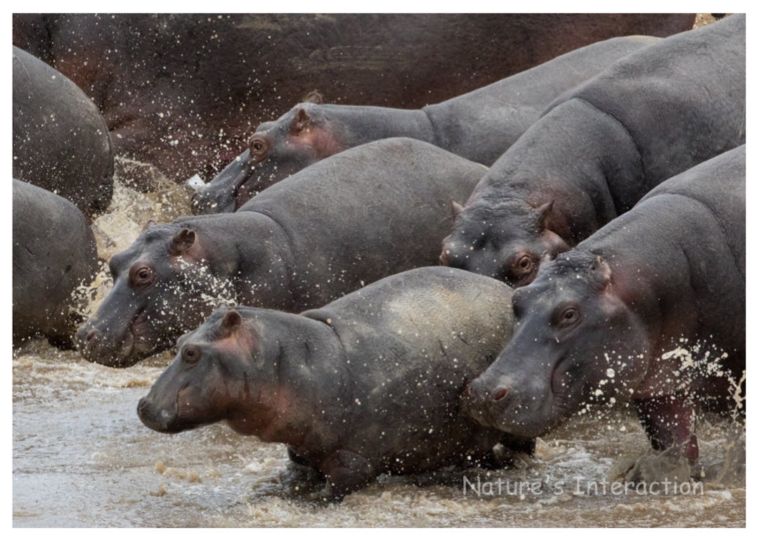 Set of Quantity 5: Hippos Moving! Photo Greeting Card. Maasai Mara ...