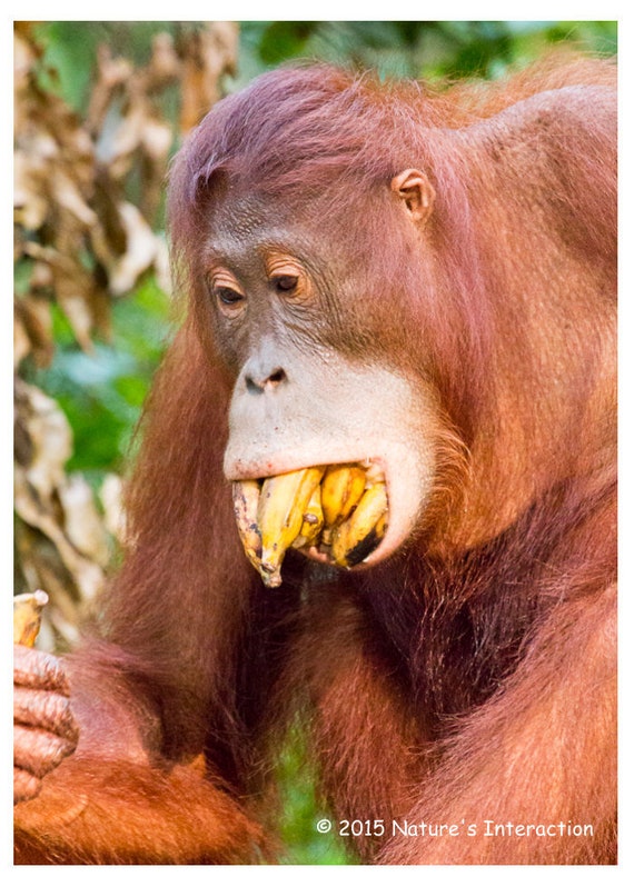 Orangutan Eating Banana