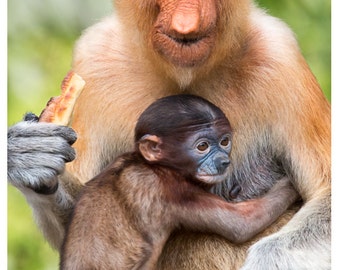 Proboscis monkey | Etsy