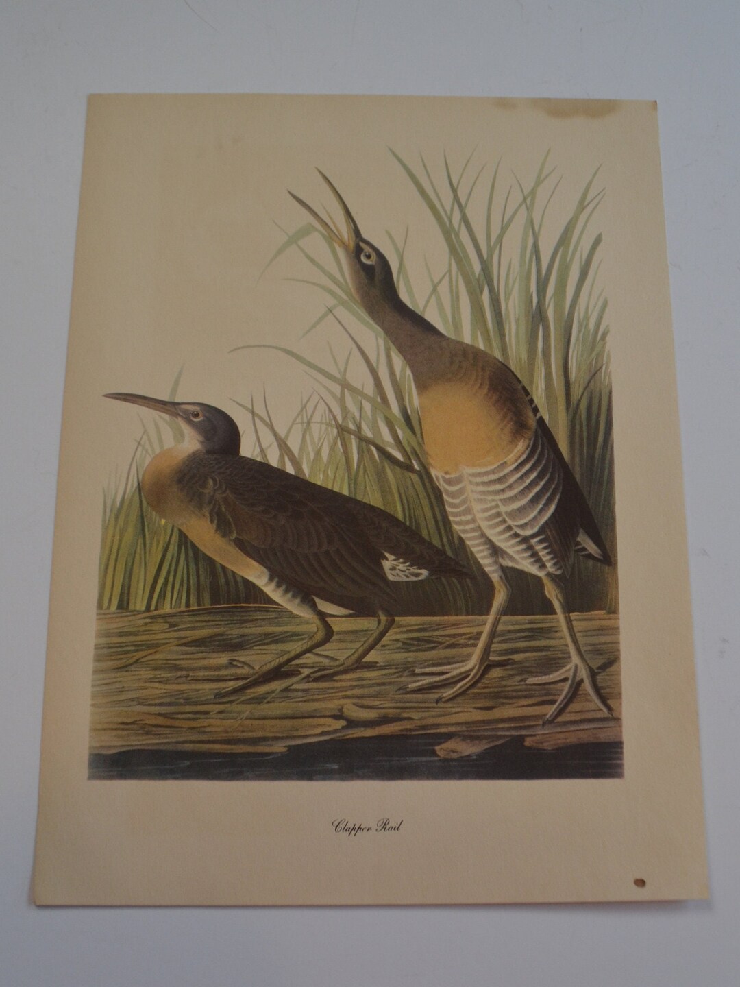 Vintage Frameable Clapper Rail Bird Book Art Print - Etsy