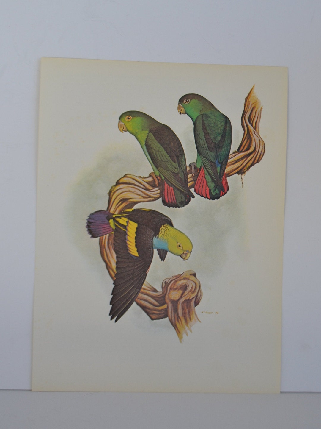 Vintage 1970s William Cooper Frameable Tropical Parrots Birds Variety ...