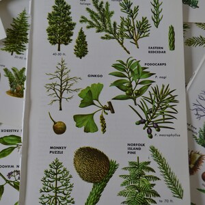 Vintage Golden Press Trees of North America Nature Ephemera Booklet ...