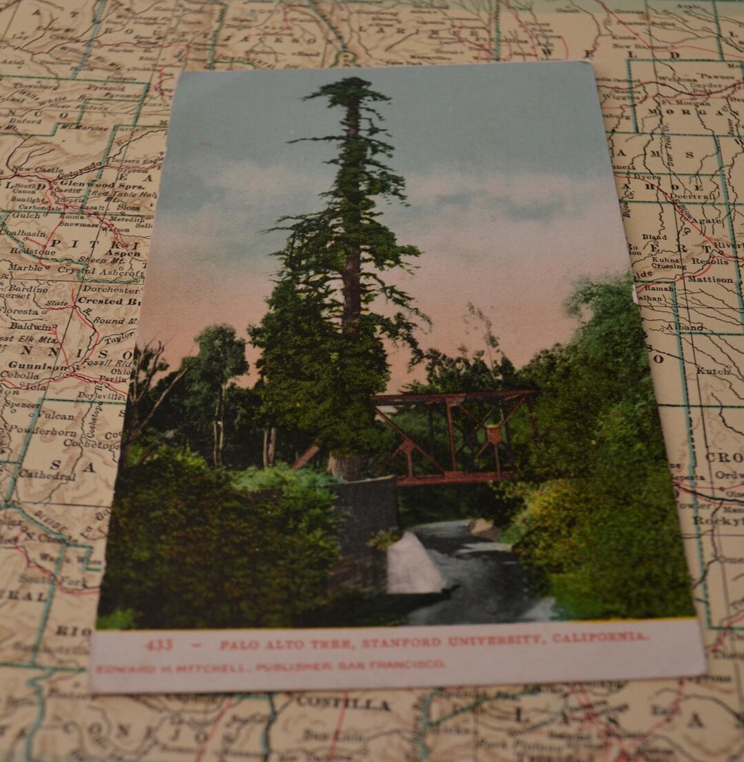 Vintage Ephemera Memory Iconic Souvenir Palo Alto Tree Stanford ...
