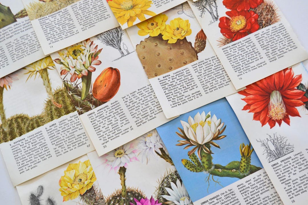 Vintage Cactus Cacti Flower Flowers Plants Ephemera Booklet ...